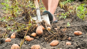 How to Cure Potatoes for Long-Term Storage