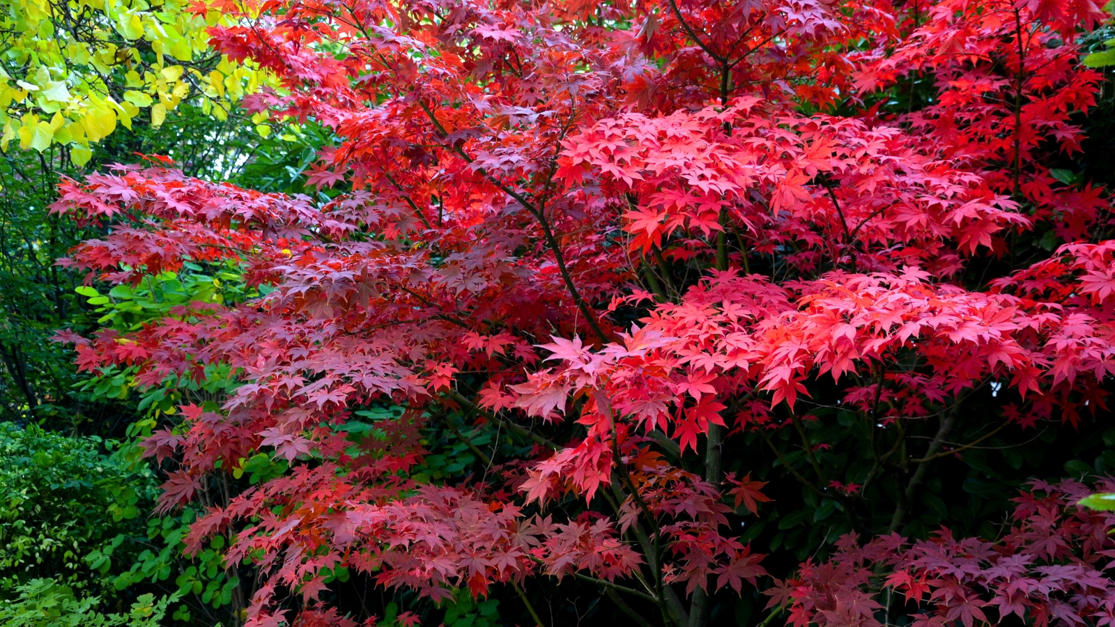 11 Japanese Maple Trees You Can Plant in October
