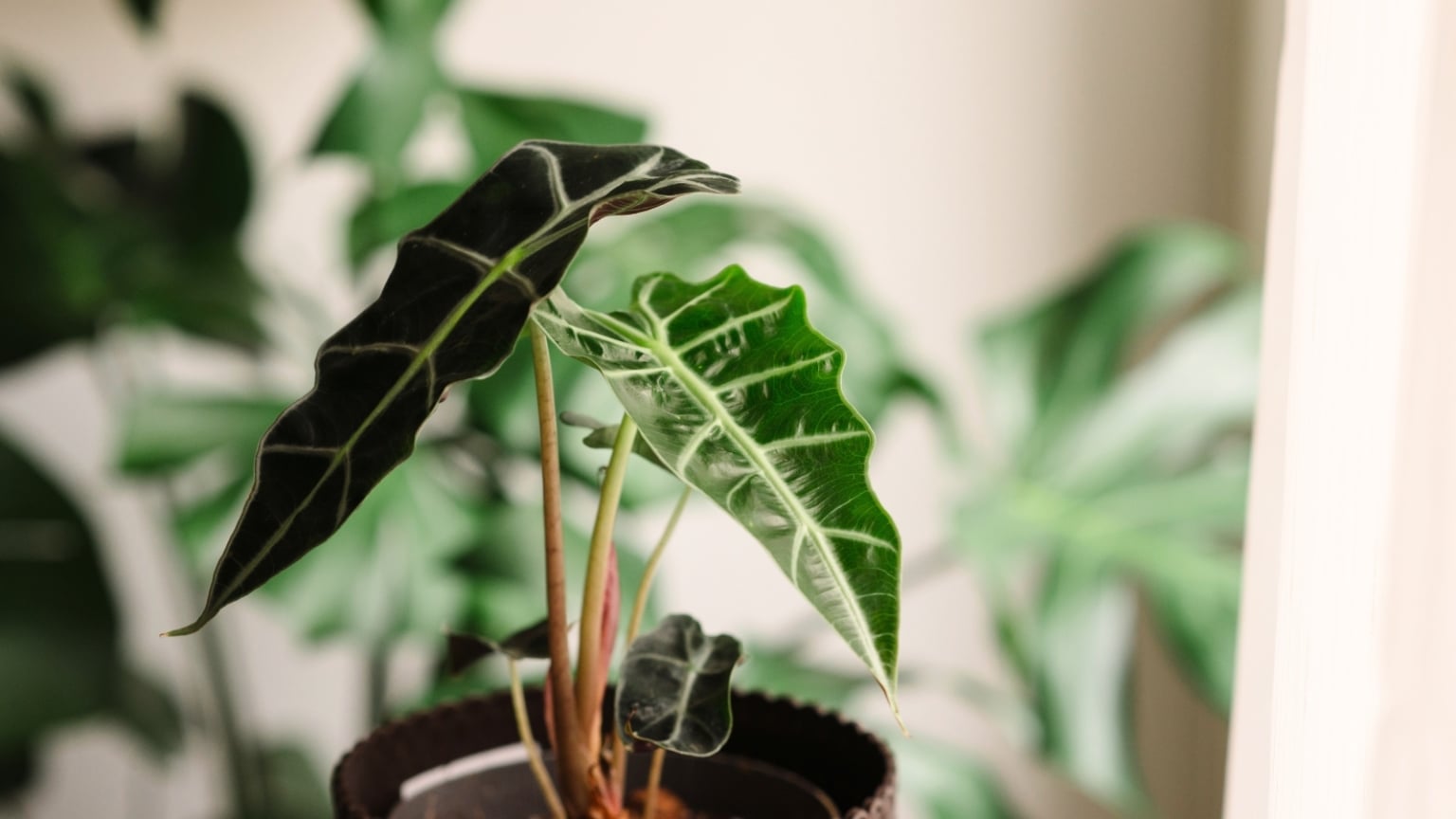 How to Plant, Grow, and Care for Alocasia 'Polly' (Amazonica)