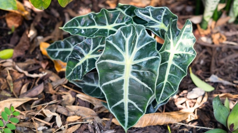 How to Plant, Grow, and Care for Alocasia 'Polly' (Amazonica)