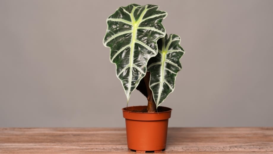 How to Plant, Grow, and Care for Alocasia 'Polly' (Amazonica)