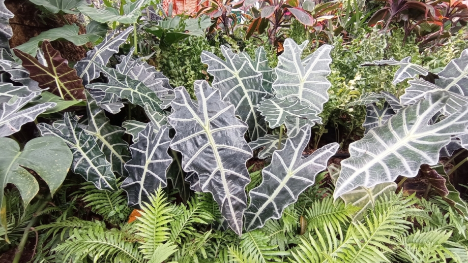 How to Plant, Grow, and Care for Alocasia 'Polly' (Amazonica)