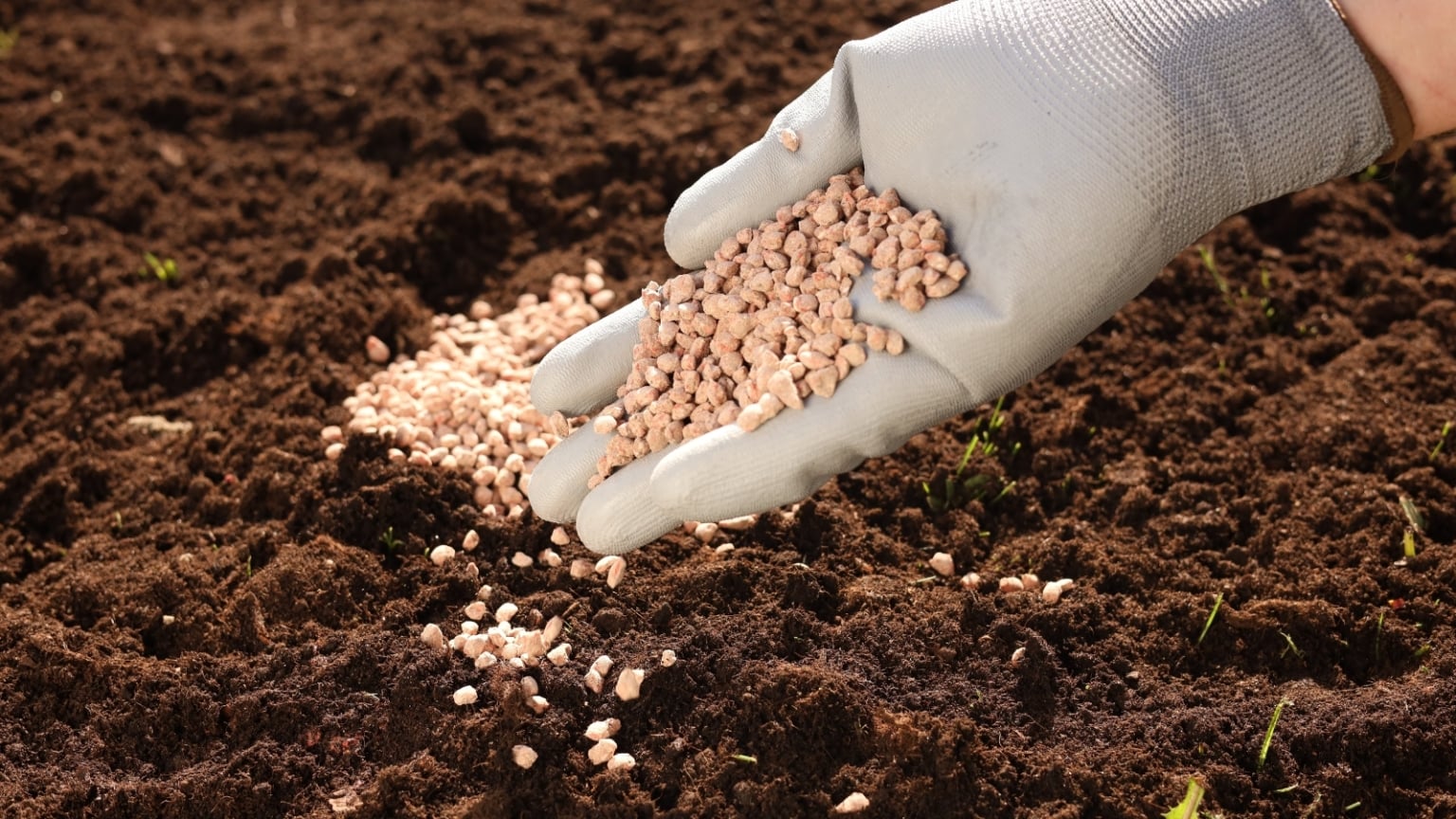 How to Plant, Grow, and Care for Nectarine Trees
