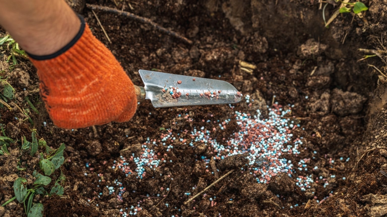 How to Plant, Grow, and Care for Cacao Trees
