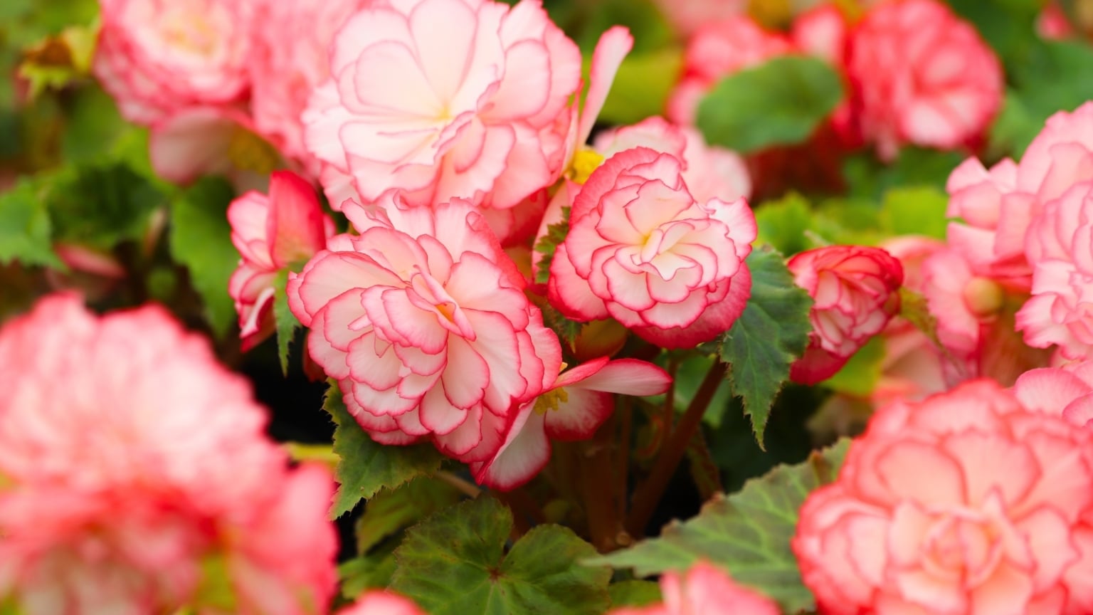 How to Plant, Grow, and Care For Begonias