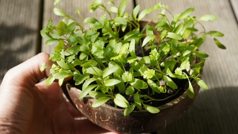 How to Plant, Grow, and Care for Cilantro