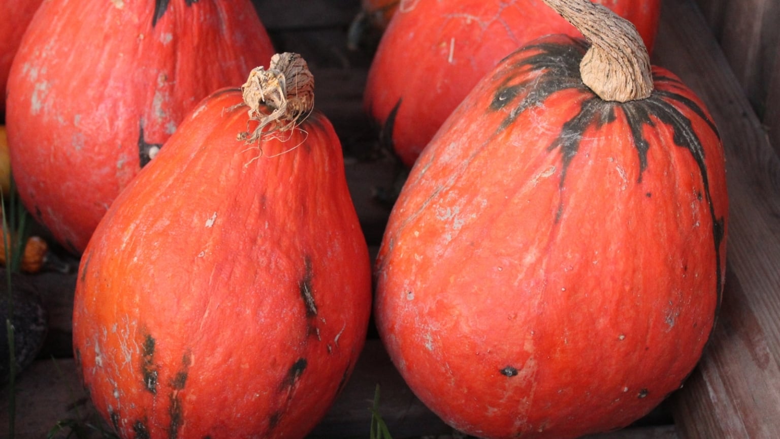How to Plant, Grow, and Care for Winter Squash