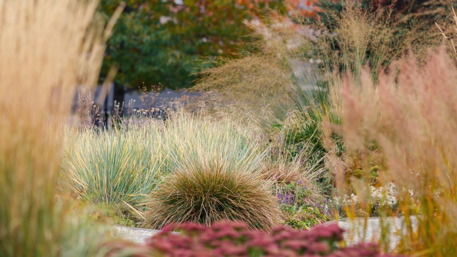 When to Cut Back Your Ornamental Grasses: Tips for Popular Varieties
