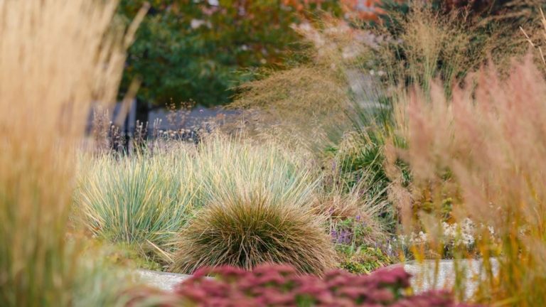 When to Cut Back Your Ornamental Grasses: Tips for Popular Varieties