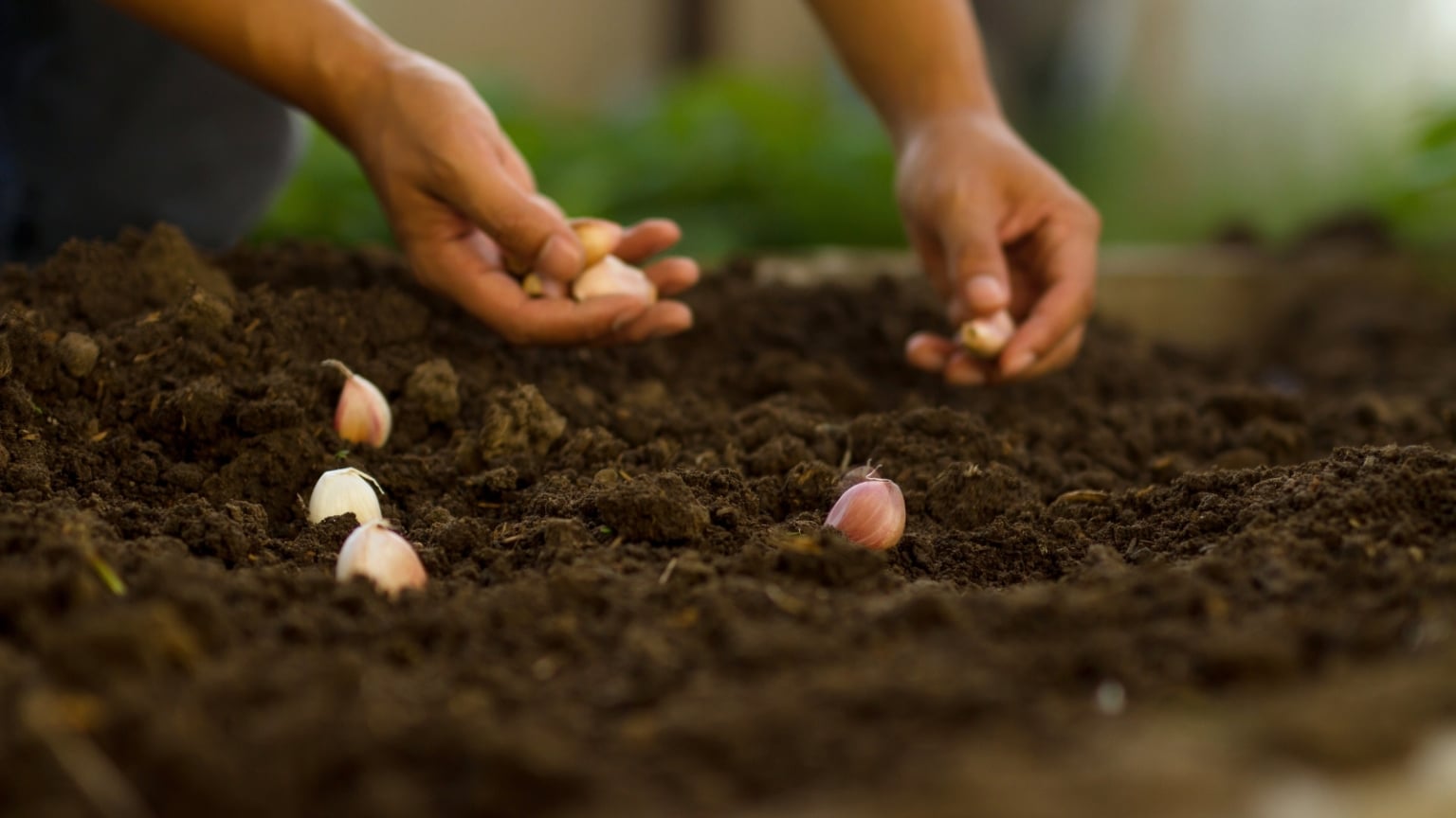 How to Grow Garlic Indoors in 5 Easy Steps