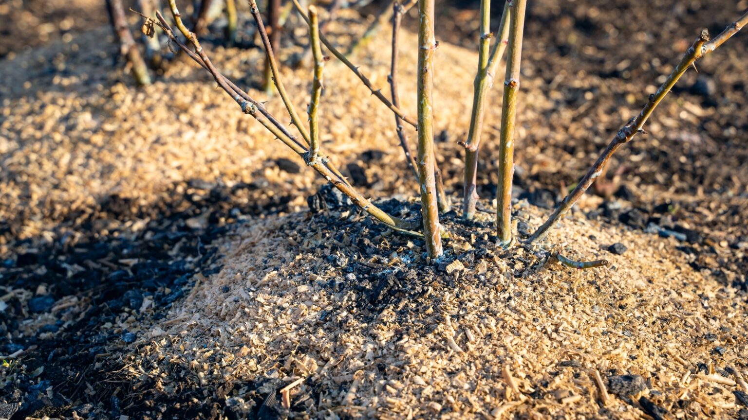 First Frost vs. Hard Freeze: What They Mean for Your Garden