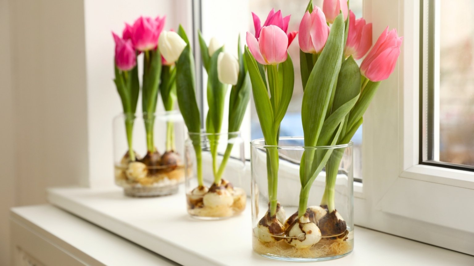 The Ultimate Fall Tulip Planting Guide