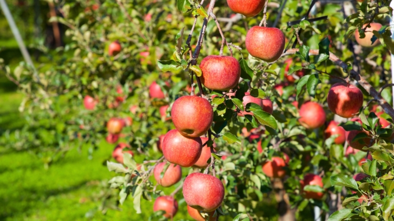28 Different Types of Apple Tree Varieties to Grow This Season
