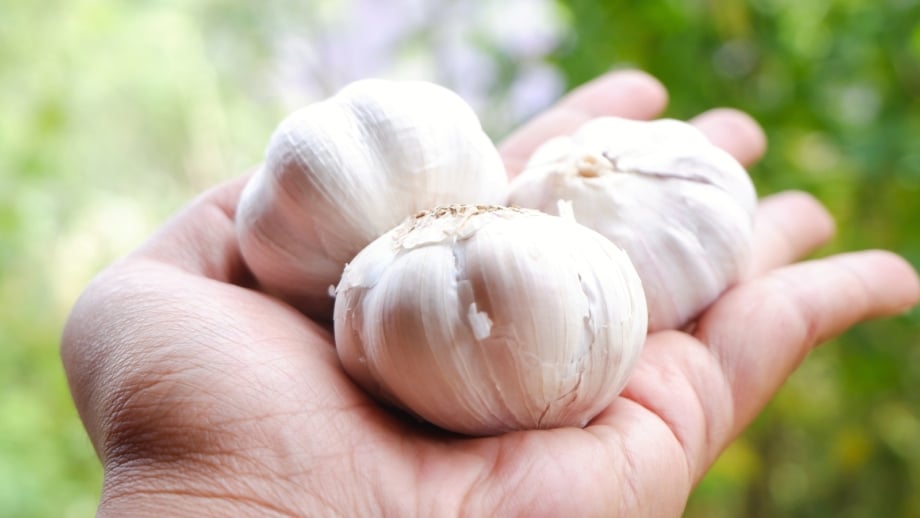 How to Grow Garlic Indoors in 5 Easy Steps