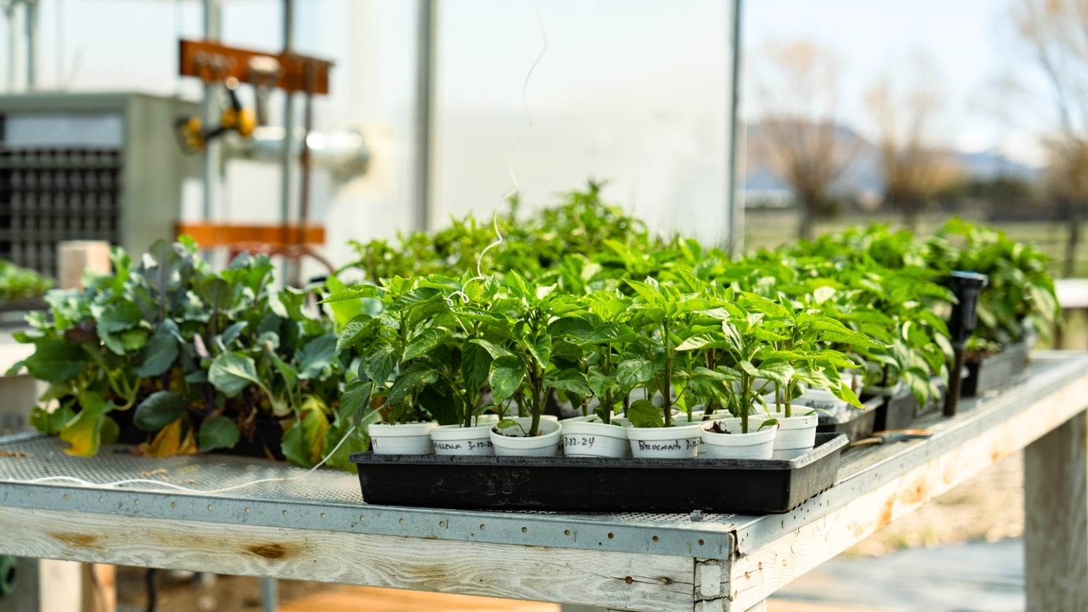 How to Protect New Plants From a Late Spring Frost