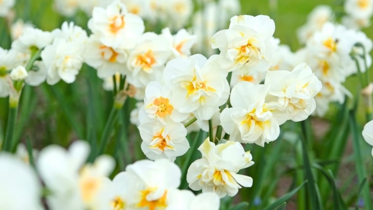 11 Most Fragrant Flowering Bulbs