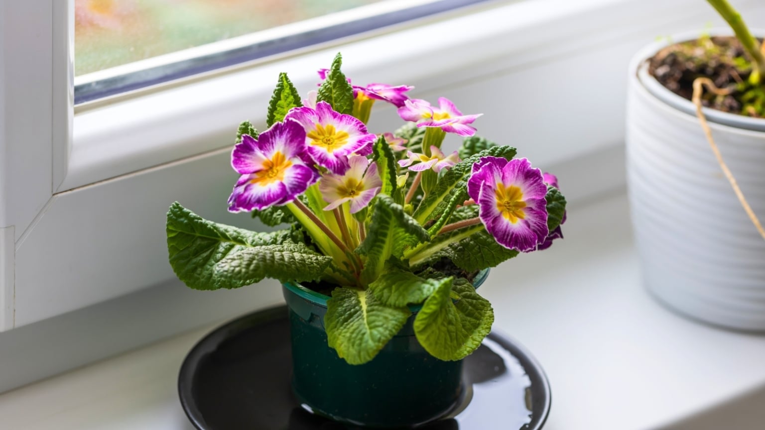 19 Flowers That Bloom in Winter