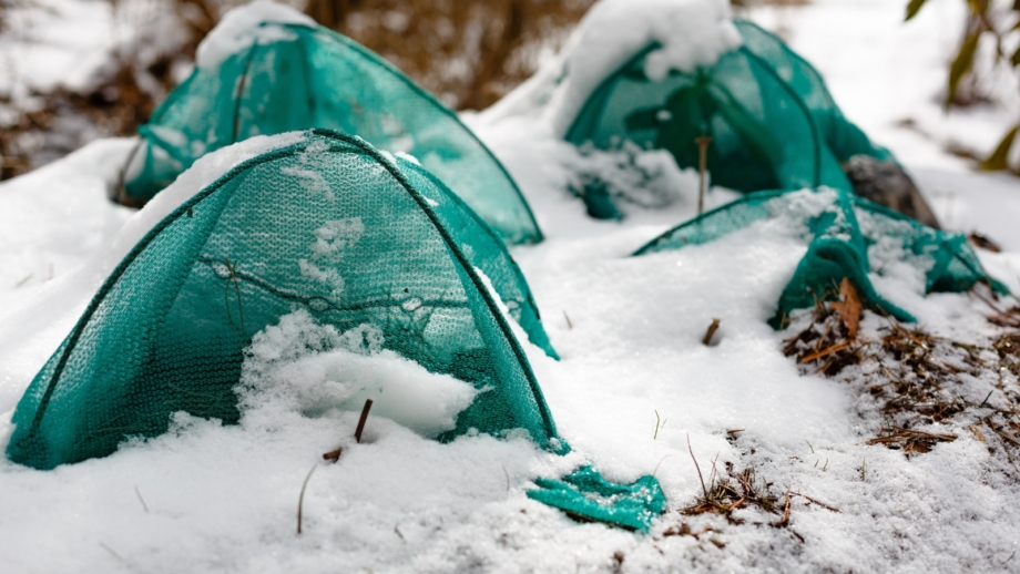 First Frost vs. Hard Freeze: What They Mean for Your Garden