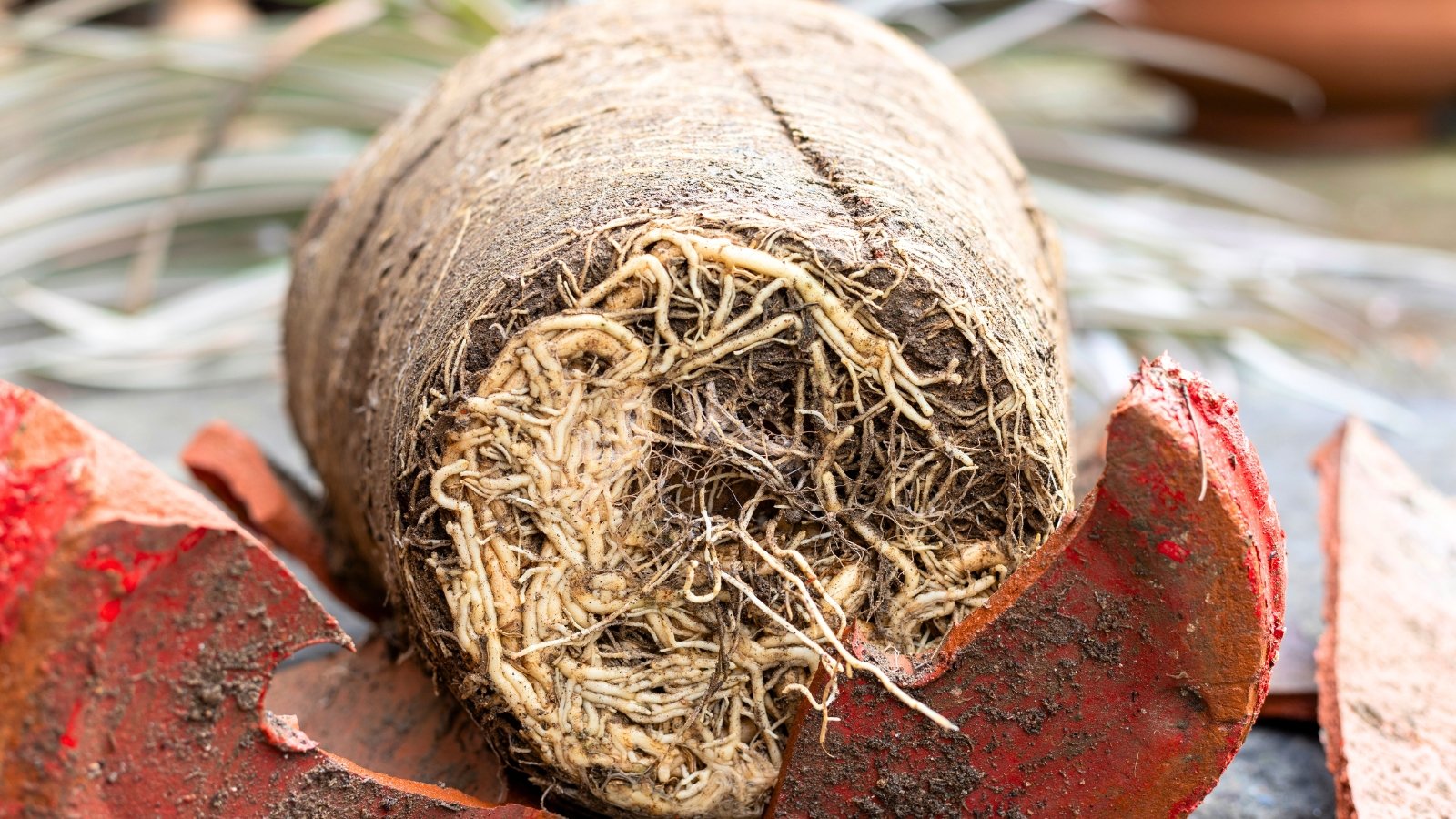 7 Houseplants You Should Repot in November