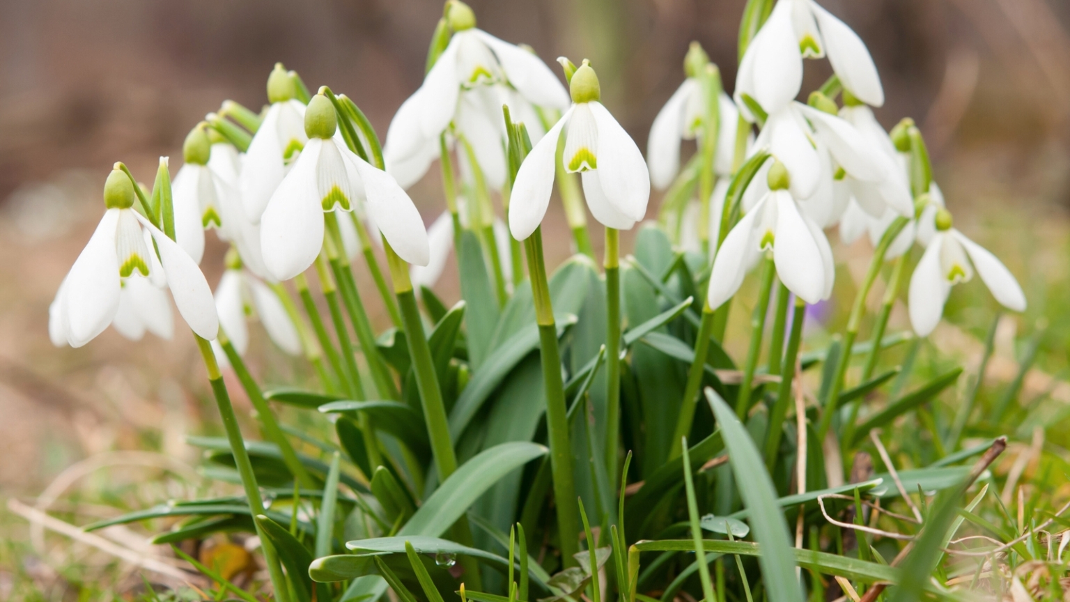 How to Plant, Grow, and Care for Snowdrop Flowers