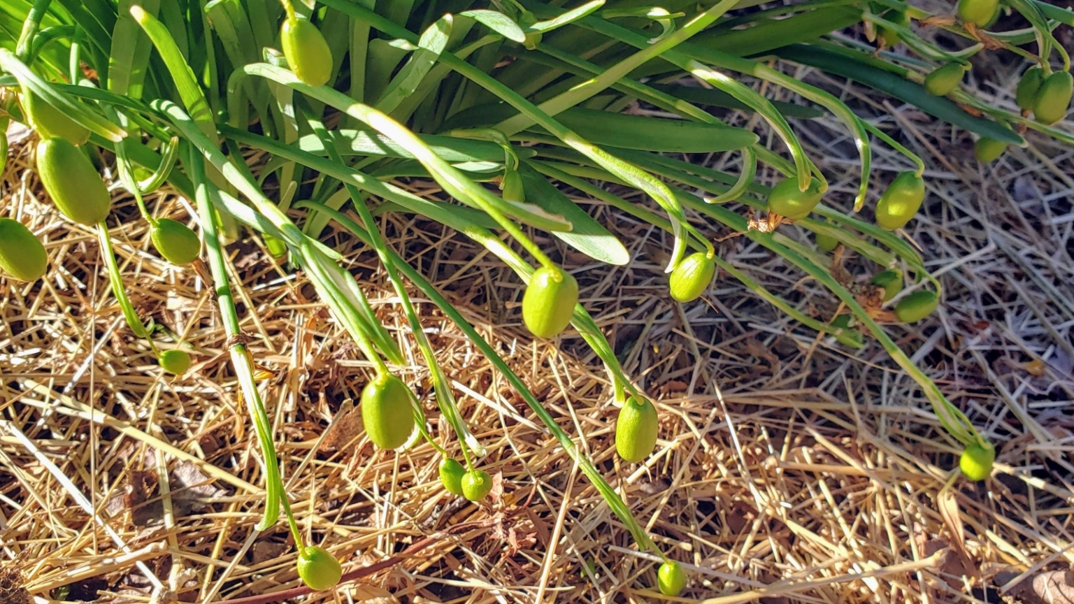How to Plant, Grow, and Care for Snowdrop Flowers