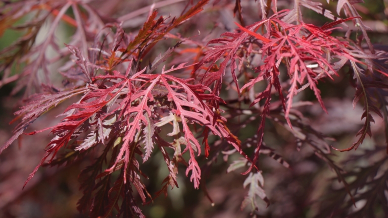 The Top 9 Japanese Maple Varieties for Home Landscaping