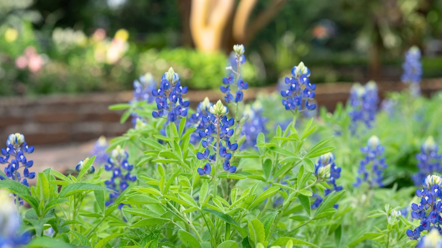How to Design a Blue Garden