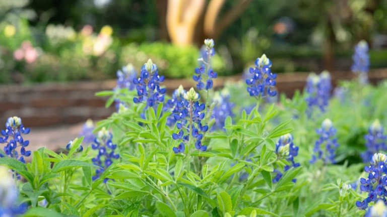 How to Design a Blue Garden