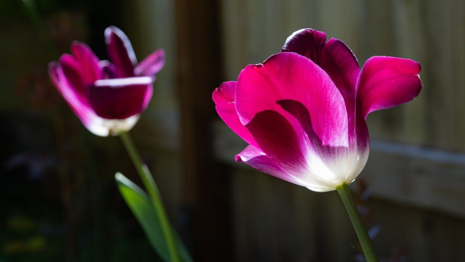 The Ultimate Fall Tulip Planting Guide