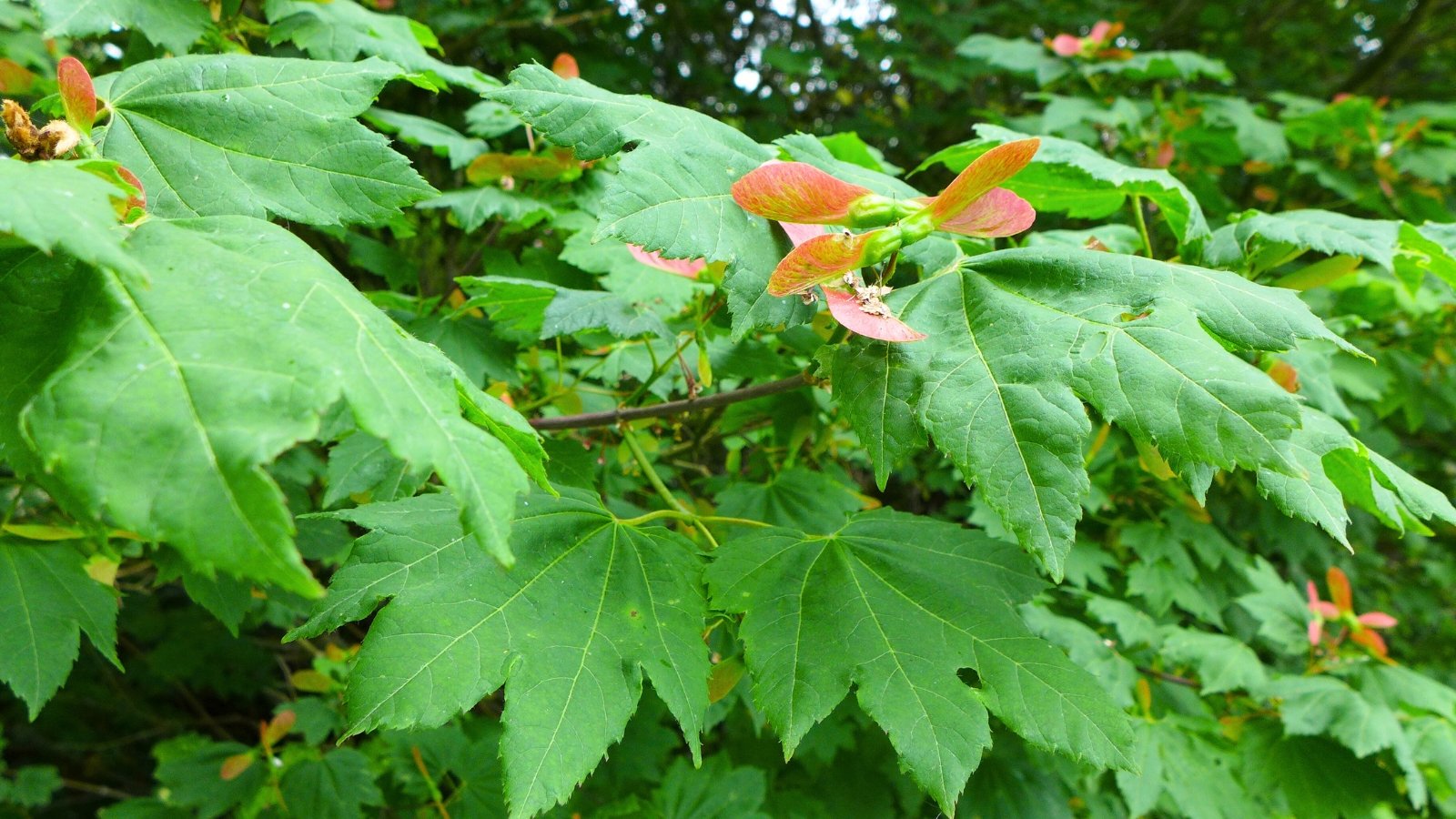 9 Bird-Attracting Plants to Grow in October