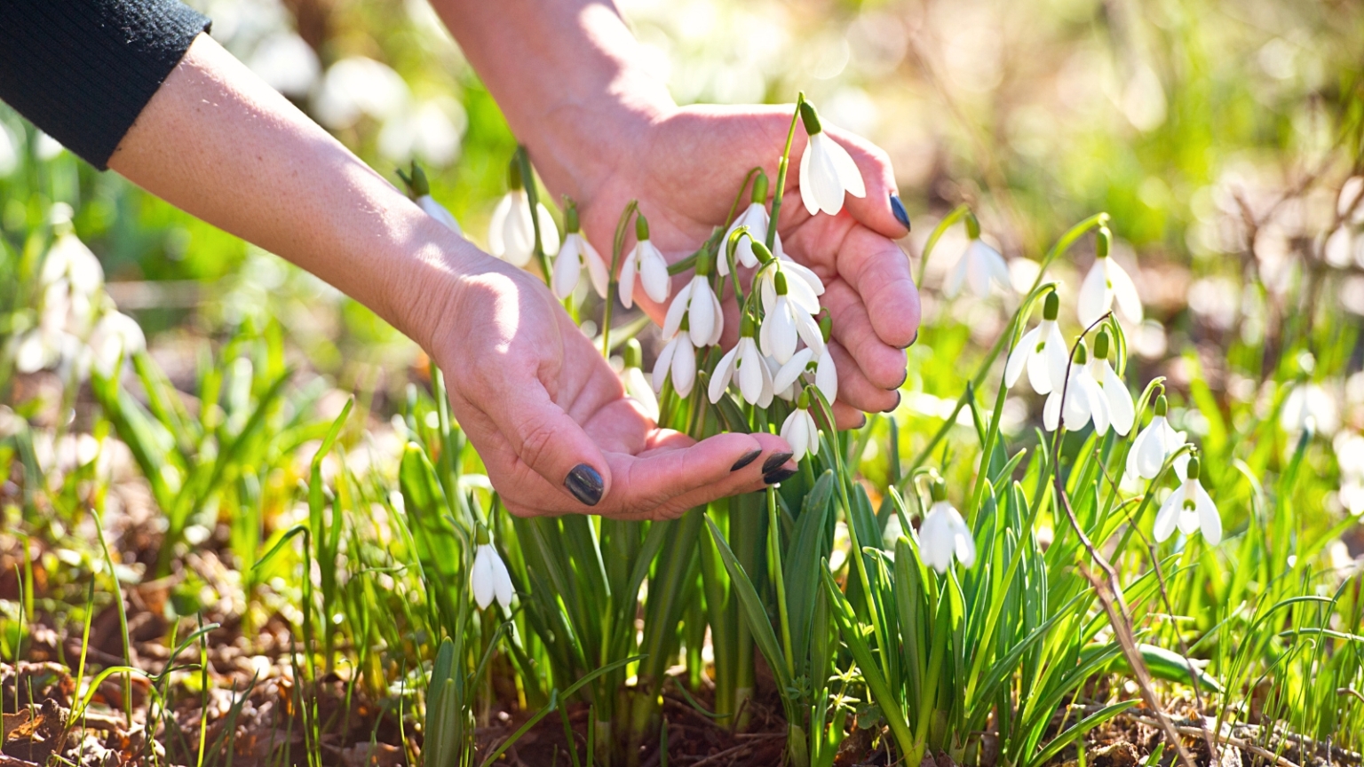 How to Plant, Grow, and Care for Snowdrop Flowers