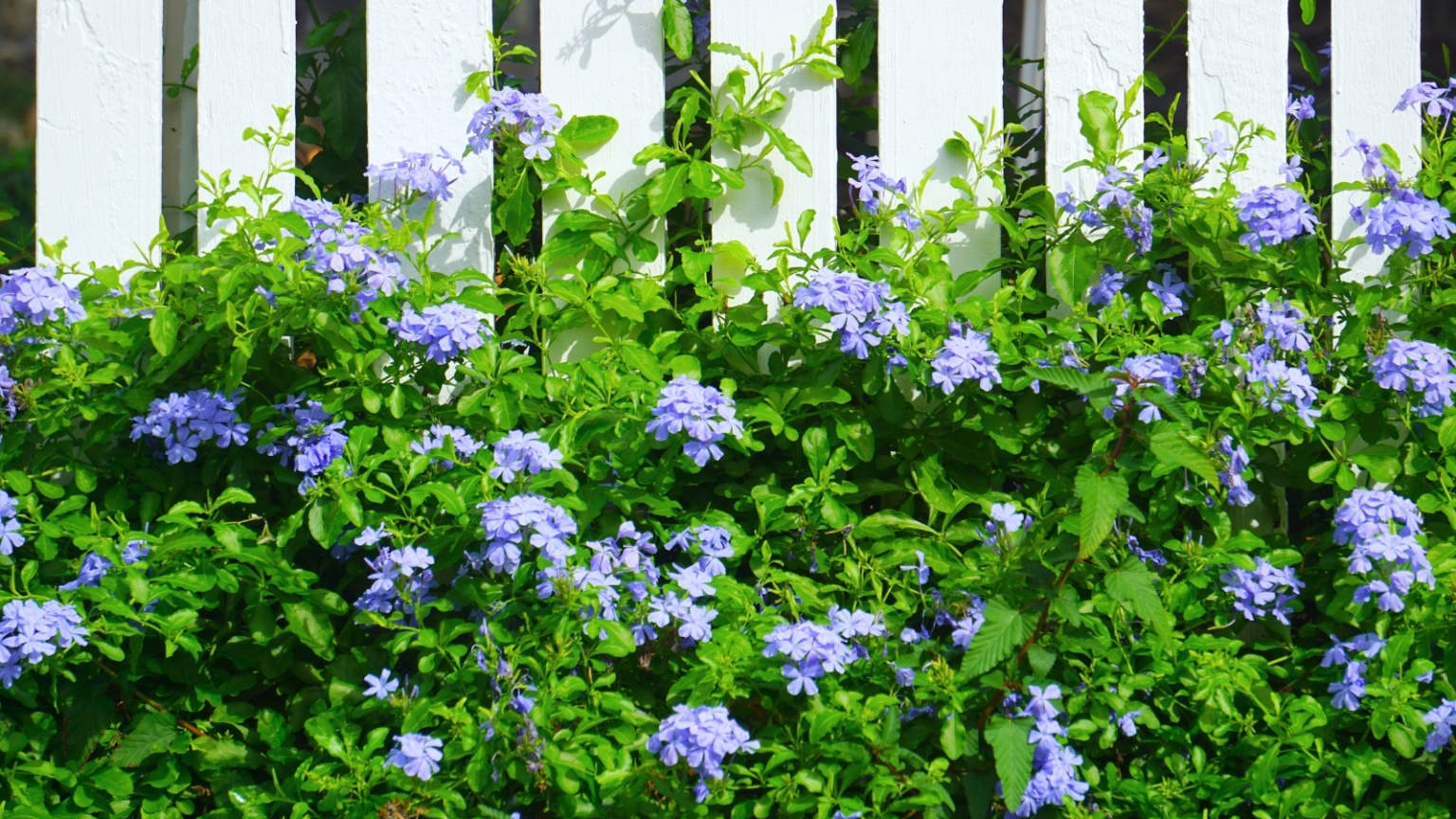 How to Design a Blue Garden