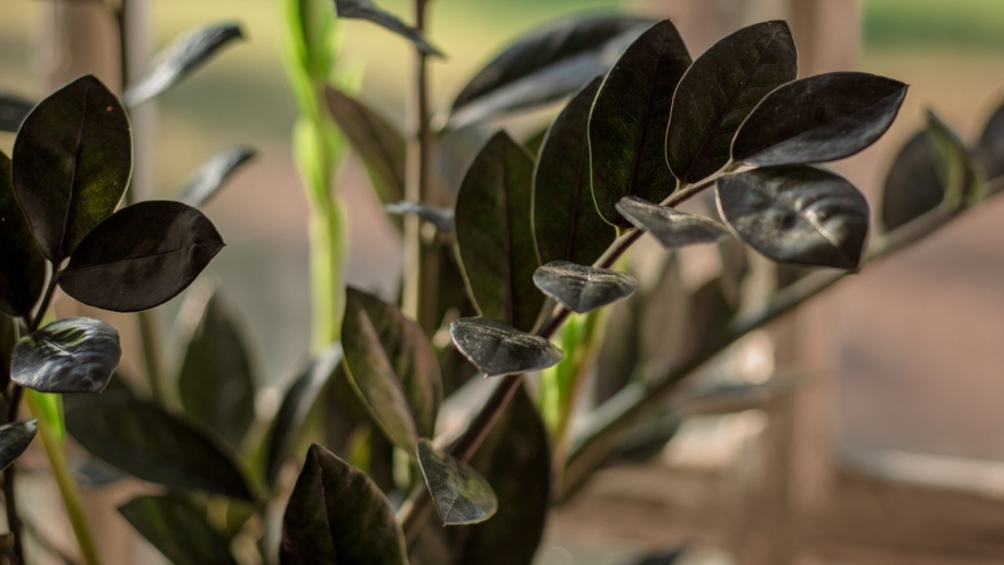 13 Dark and Moody Succulents for Indoor Planters