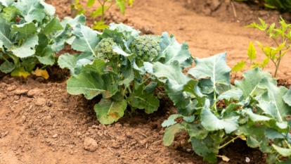 How to Plant, Grow, and Care for Broccoli
