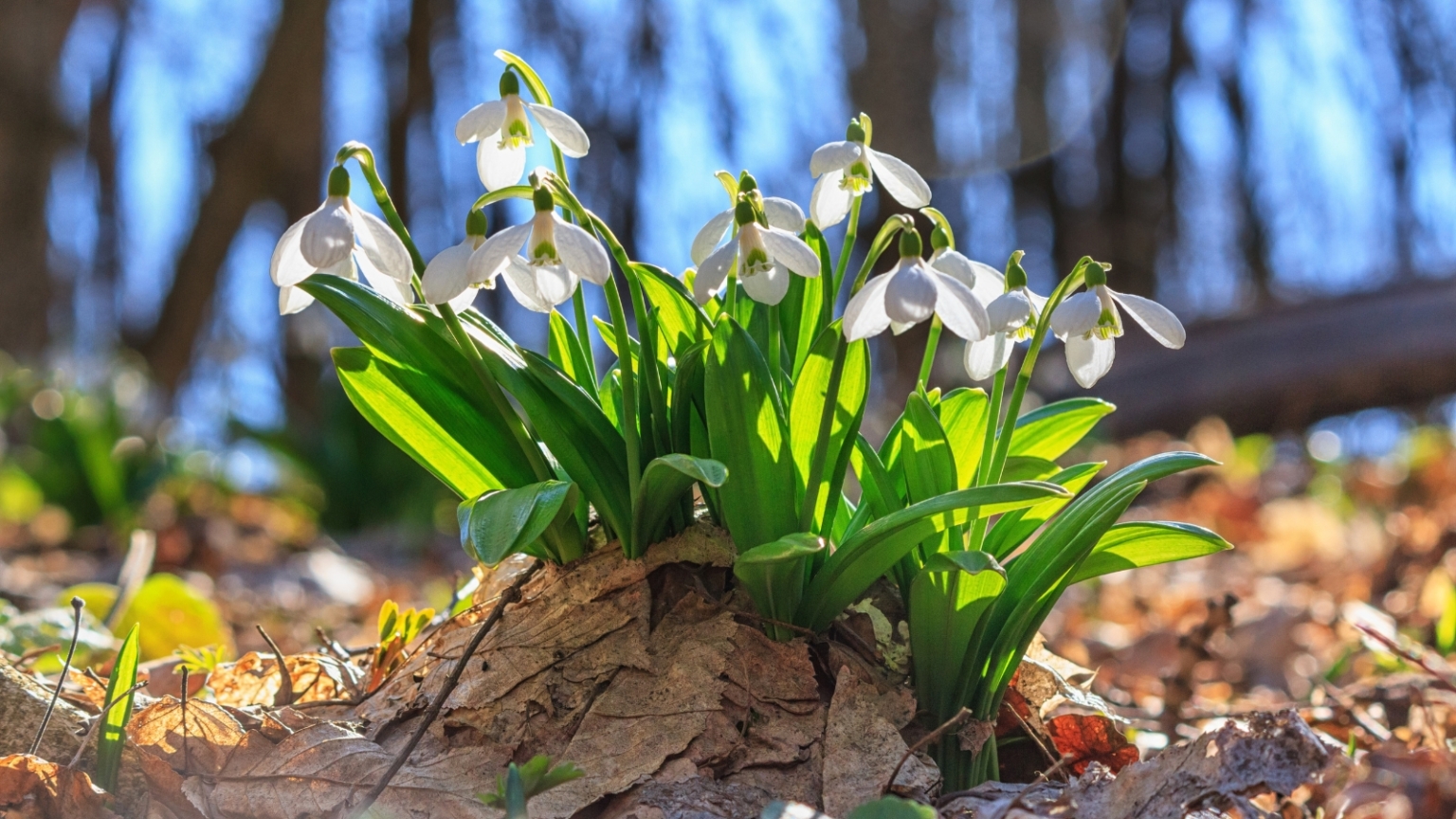 How to Plant, Grow, and Care for Snowdrop Flowers
