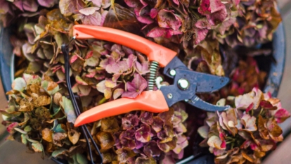 How and When to Trim Dry and Brown Hydrangea Flowers