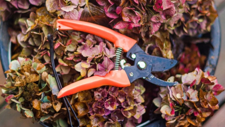 How and When to Trim Dry and Brown Hydrangea Flowers