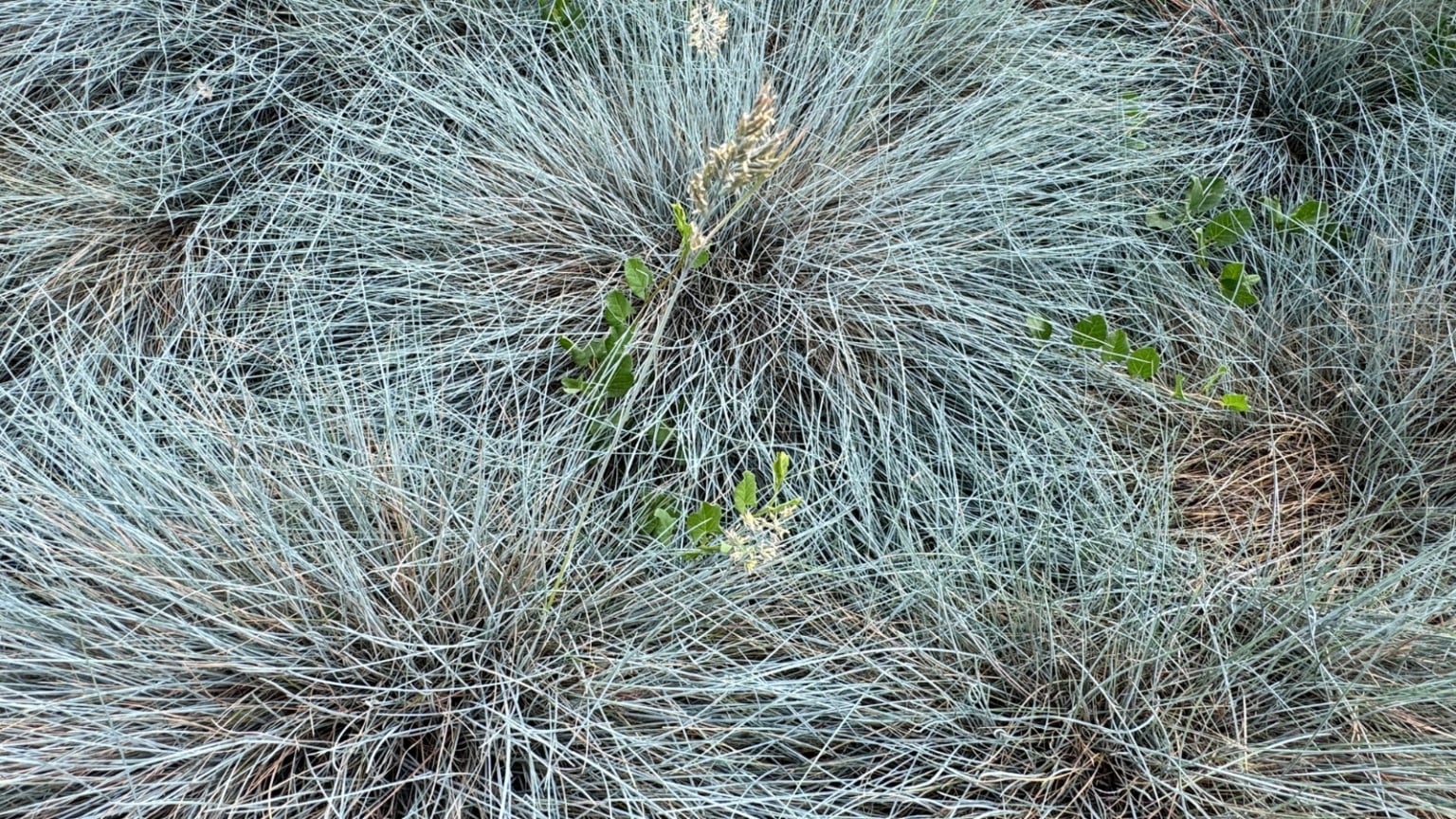 17 Plants With Blue Foliage