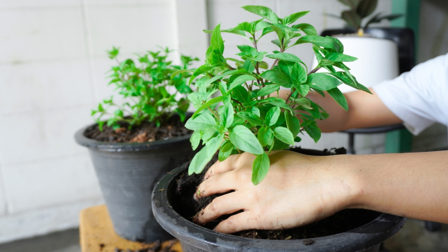 9 Herbs You Should Pot Up and Bring Inside for Fall