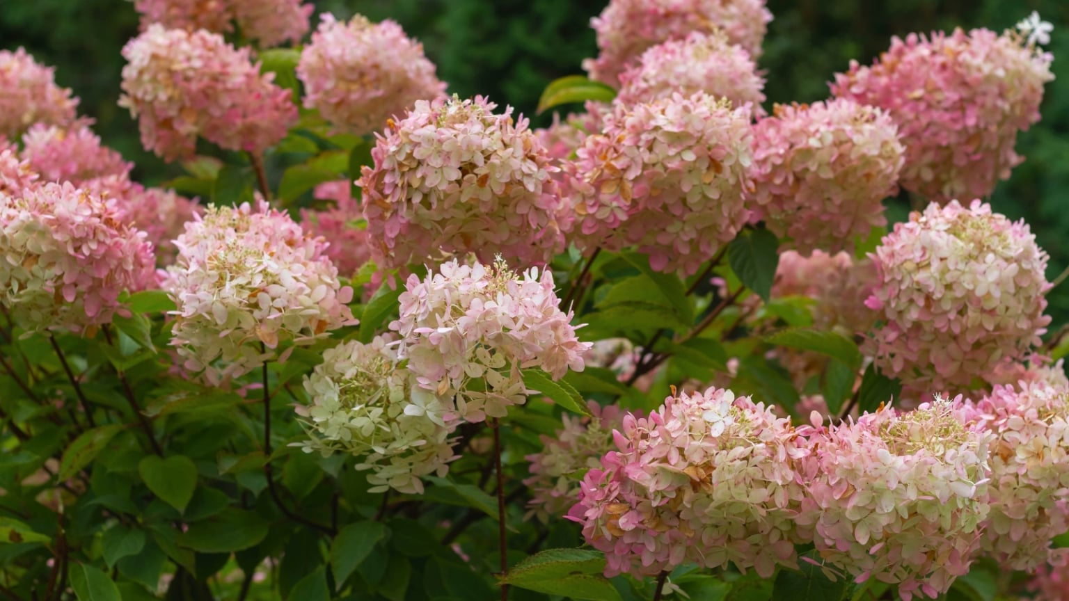 9 Dwarf Hydrangea Trees Perfect for Home Landscapes
