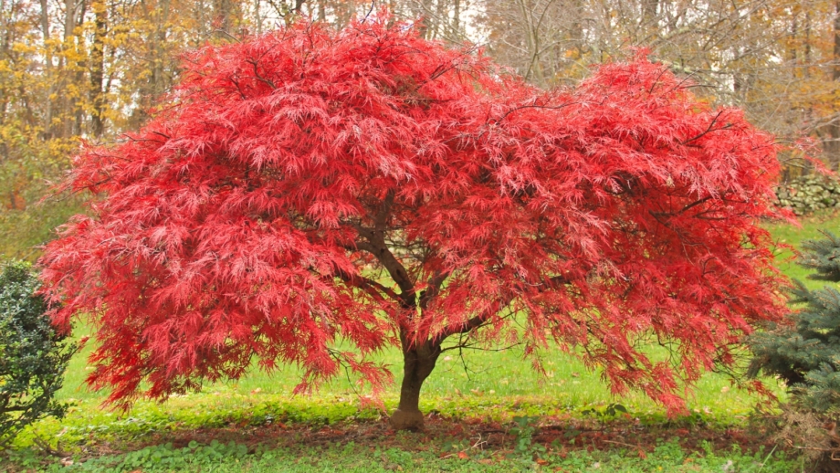 The Top 9 Japanese Maple Varieties for Home Landscaping