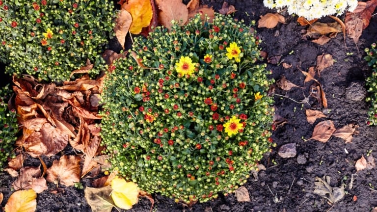 Why Aren’t my Mums Blooming? 7 Fixes to Try