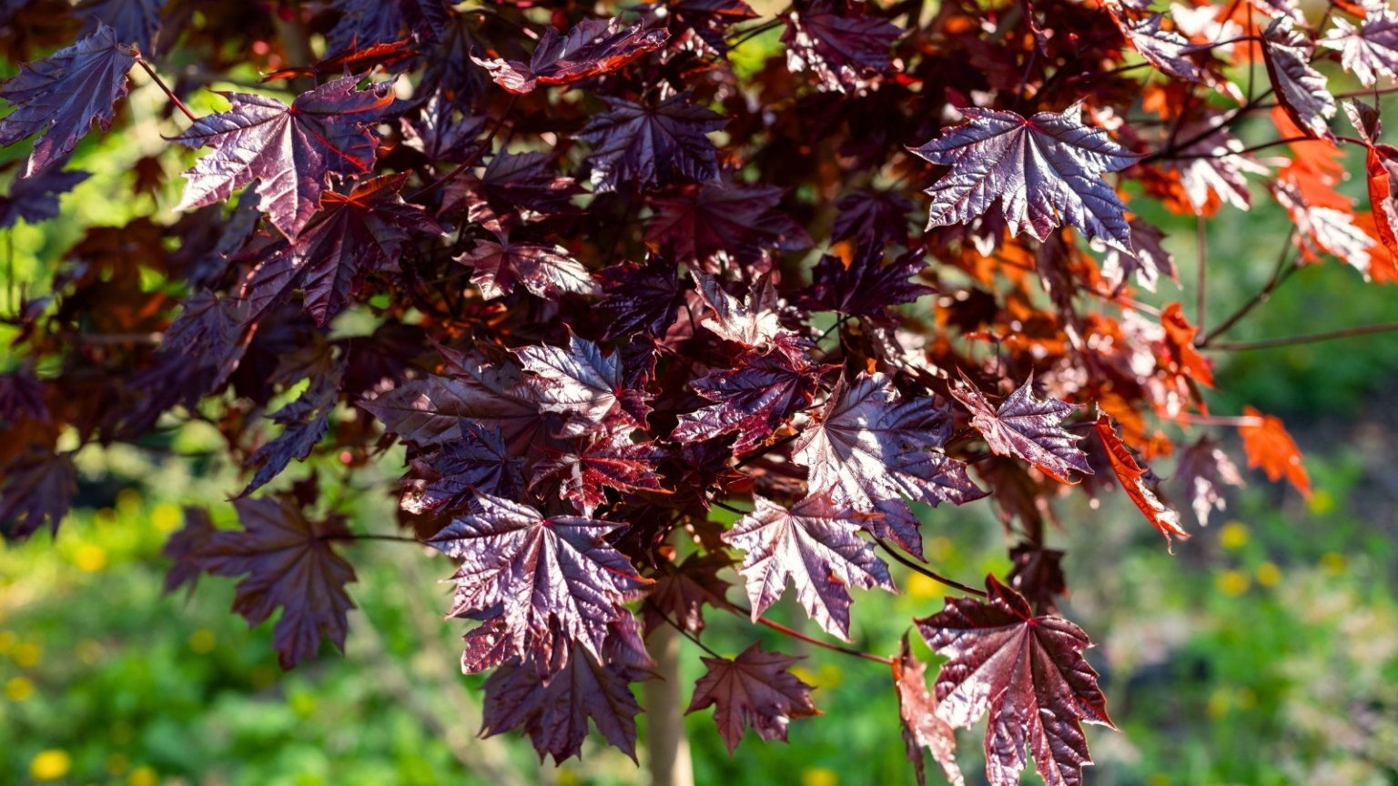 11 Spectacular Maple Tree Varieties You Can Plant in October