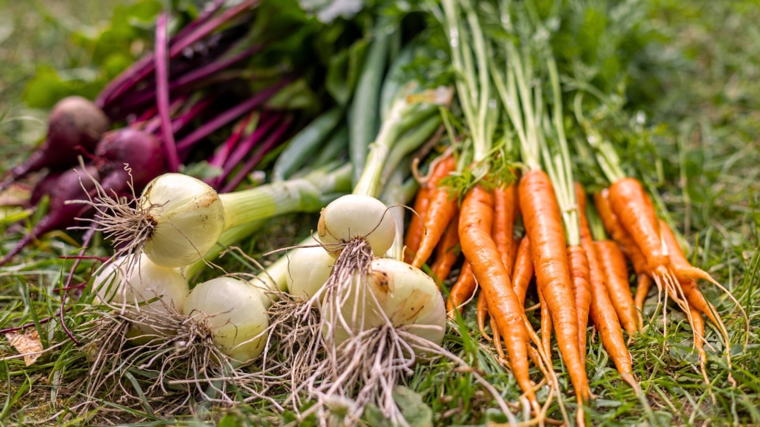 What to Plant in November: Fall Crops We Love