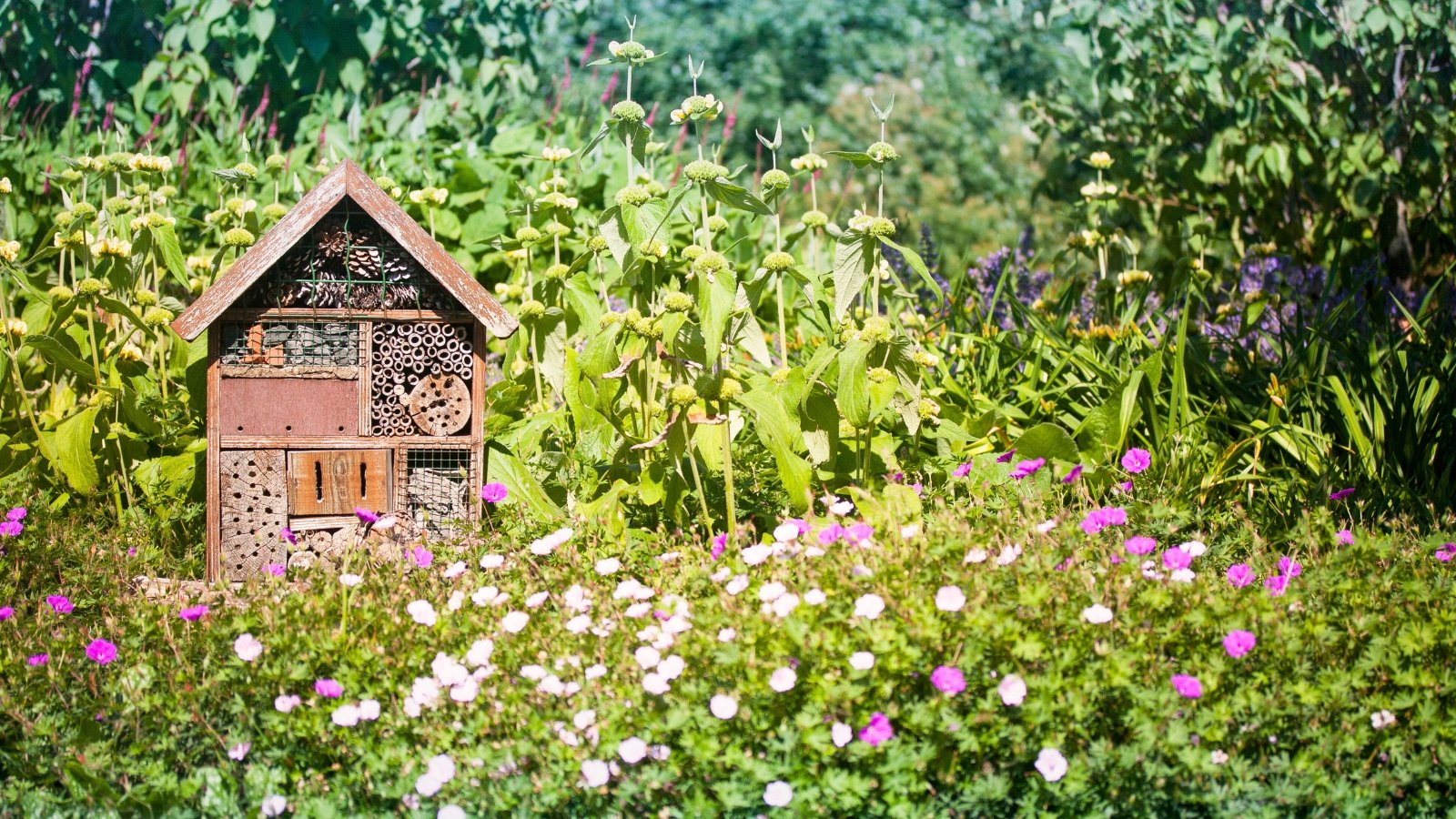 How to Create a Pollinator Superhighway in Your Garden