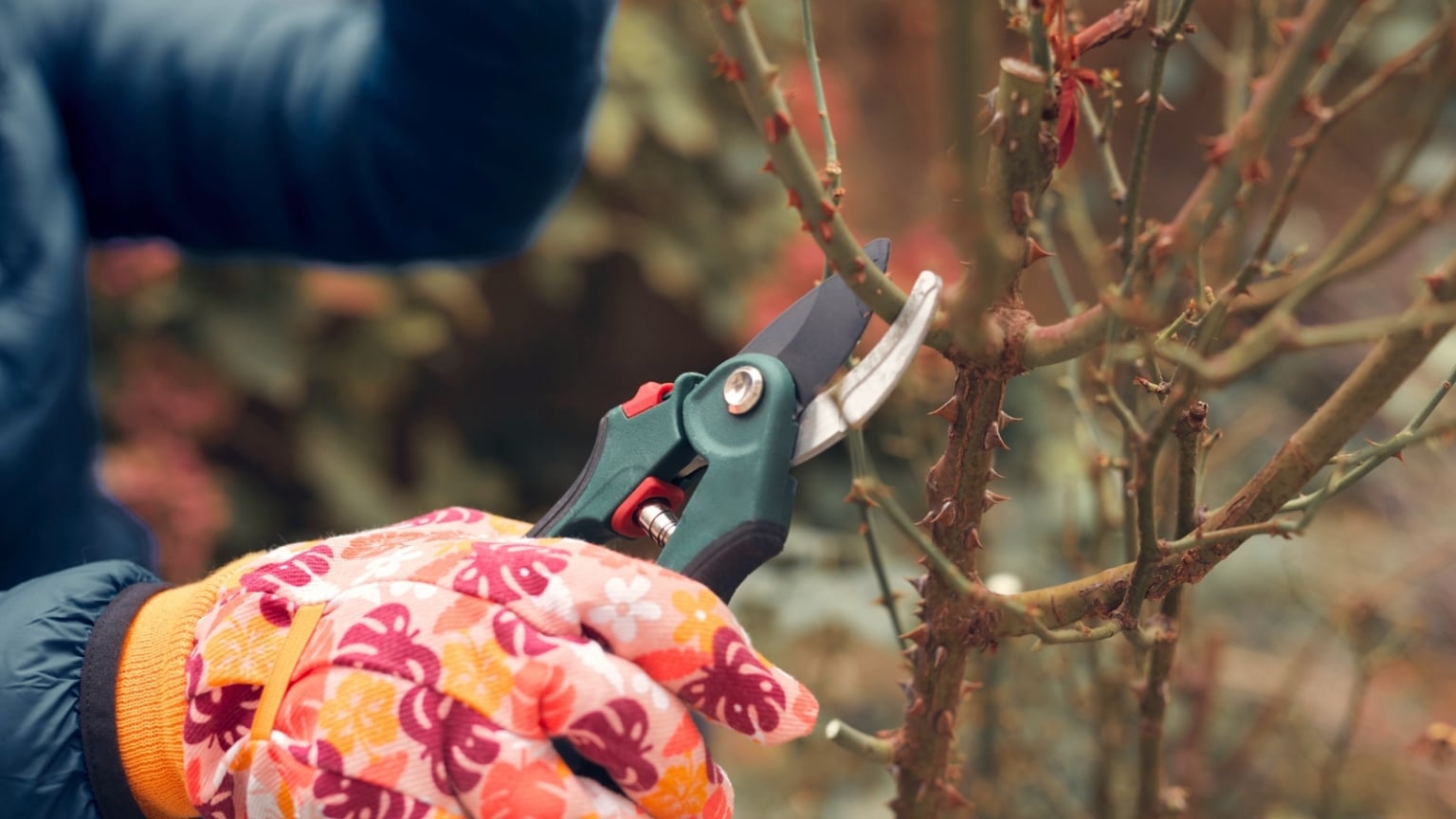 Prune Your Roses Before Frost Hits How To Prevent Winter Kill