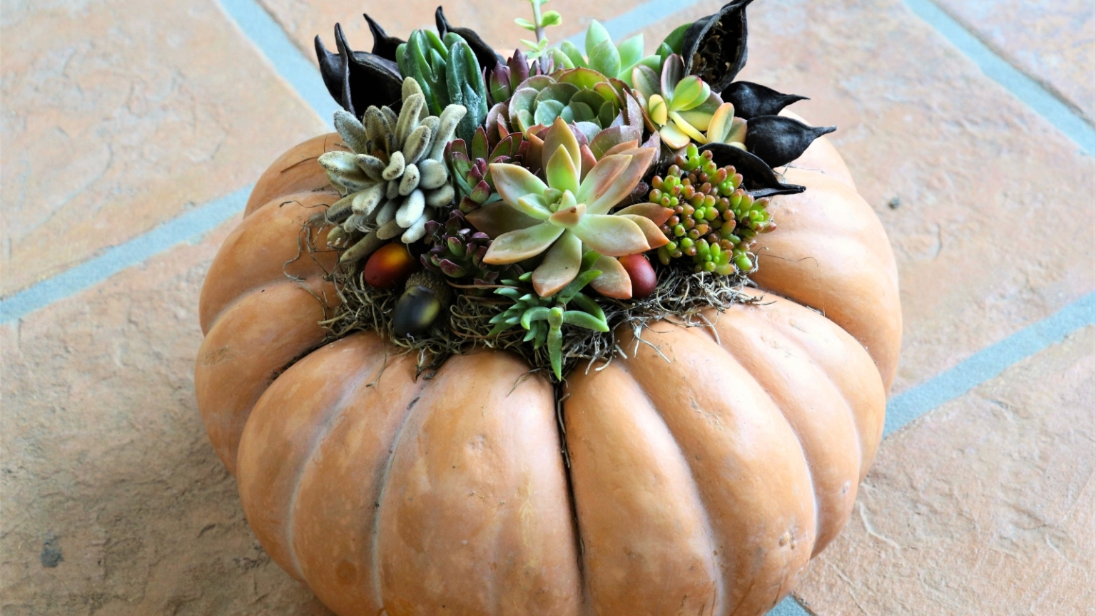 7 Fall-Themed Succulent Arrangements Anyone Can Create