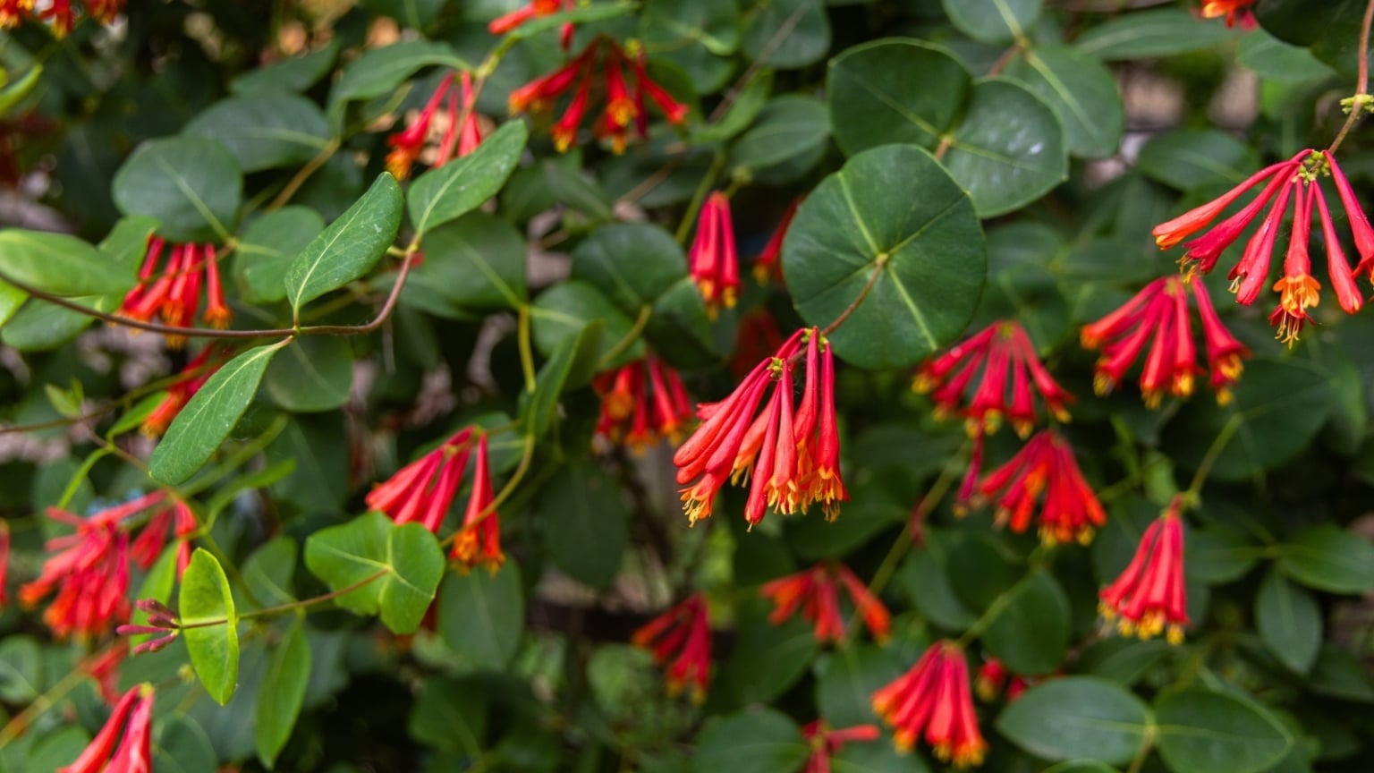 13 Beautiful Shrubs You Can Plant in November