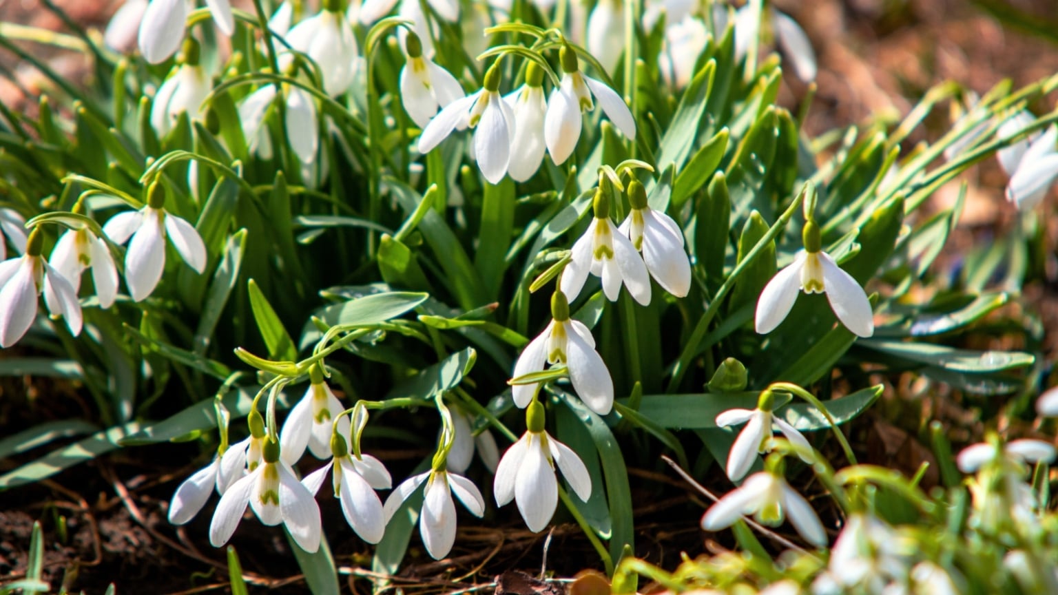 How to Plant, Grow, and Care for Snowdrop Flowers