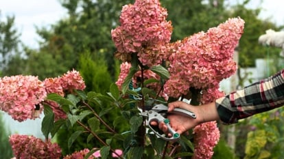 How and When to Trim Dry and Brown Hydrangea Flowers